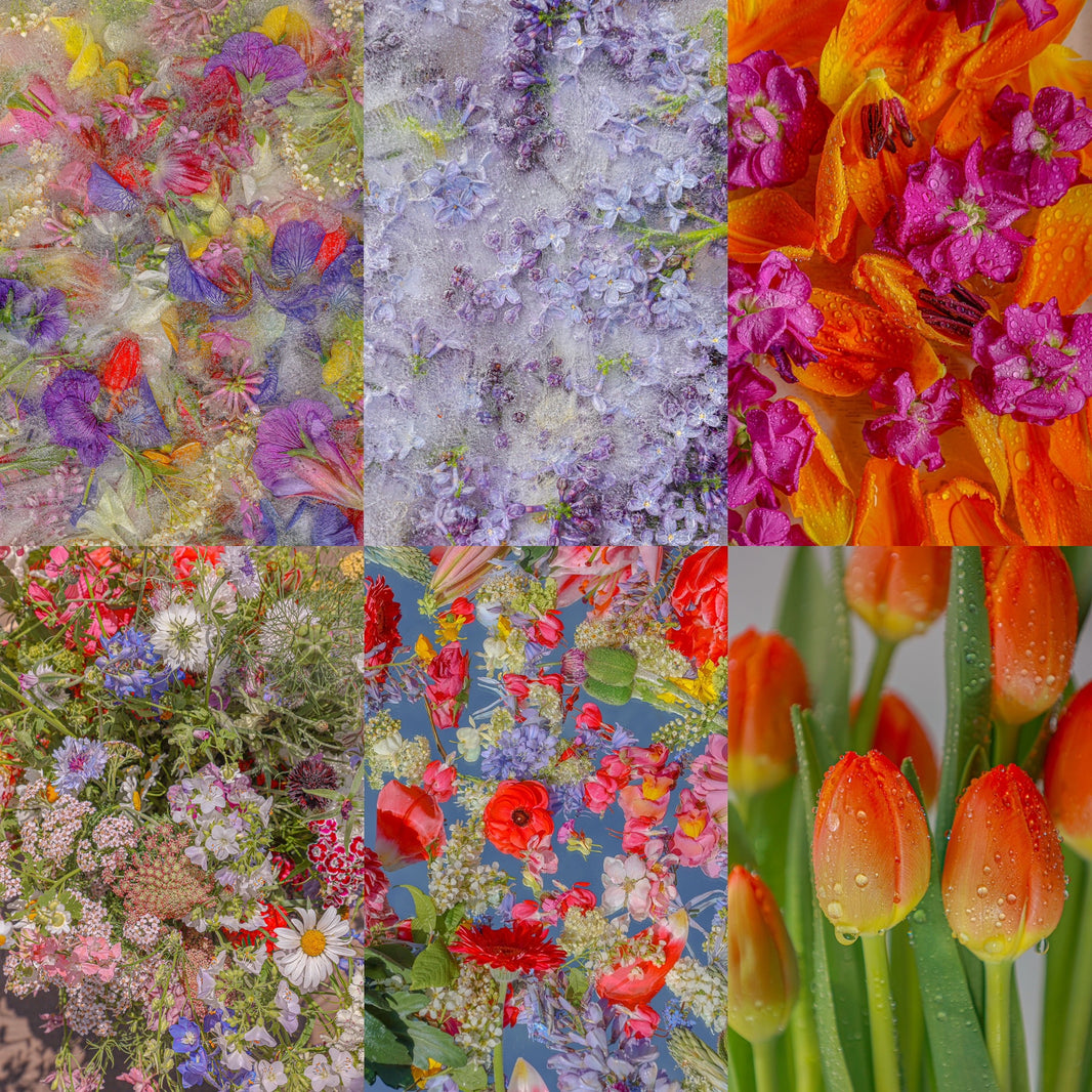 Joe Horner Prints – Flower Blocks