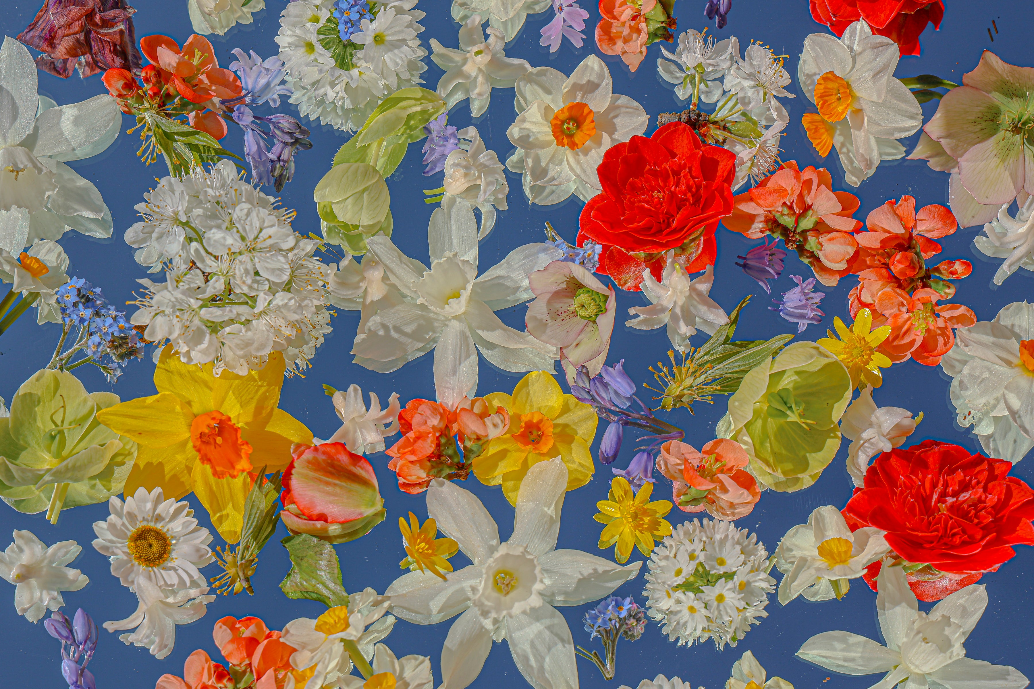 Joe Horner Prints – Flower Blocks